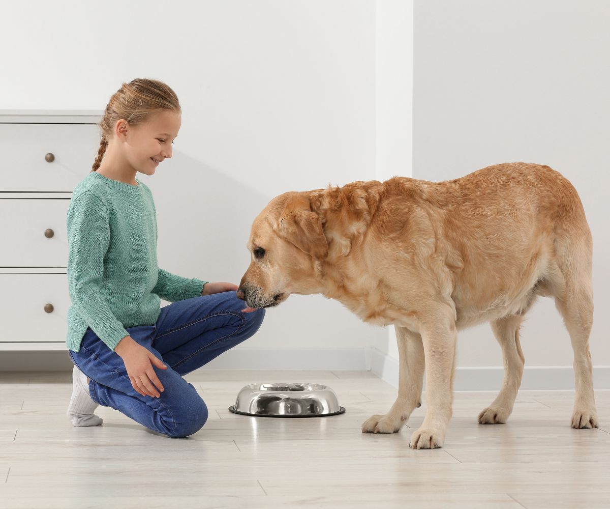 Doggie Daycare In Marion, IL | Pet Wellness & Urgent Care Center