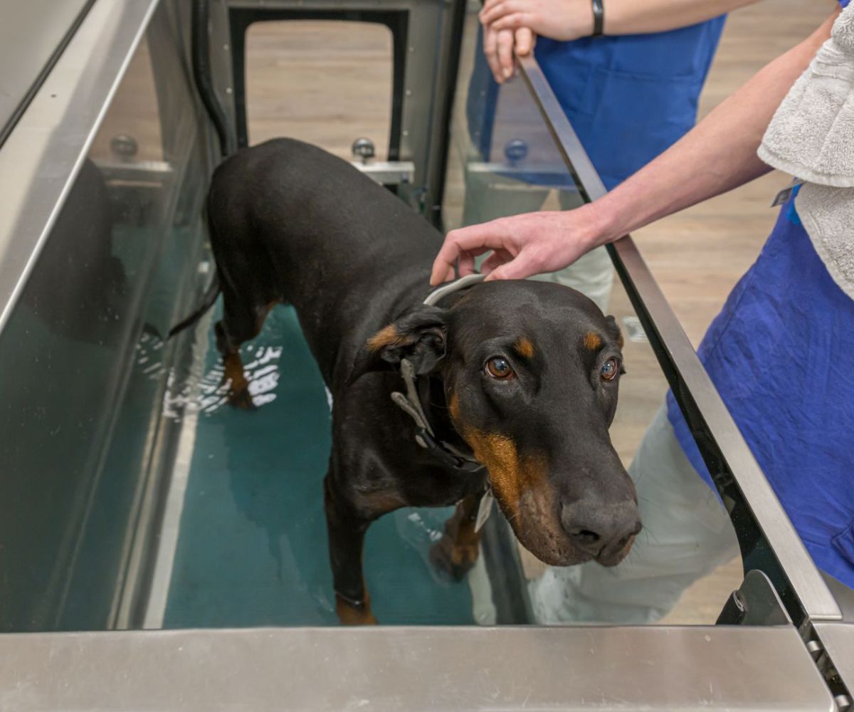 Pet Wellness Marion Il