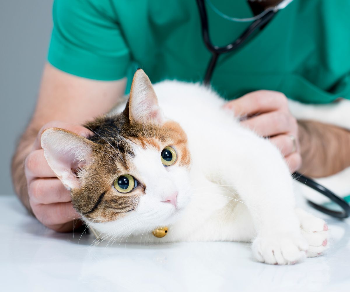 Surgical Information Packet Form | Pet Wellness & Urgent Care Center