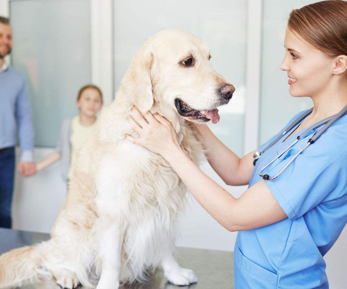 Veterinary Laboratory Diagnostics In Marion, IL | Pet Wellness & Urgent Care Center