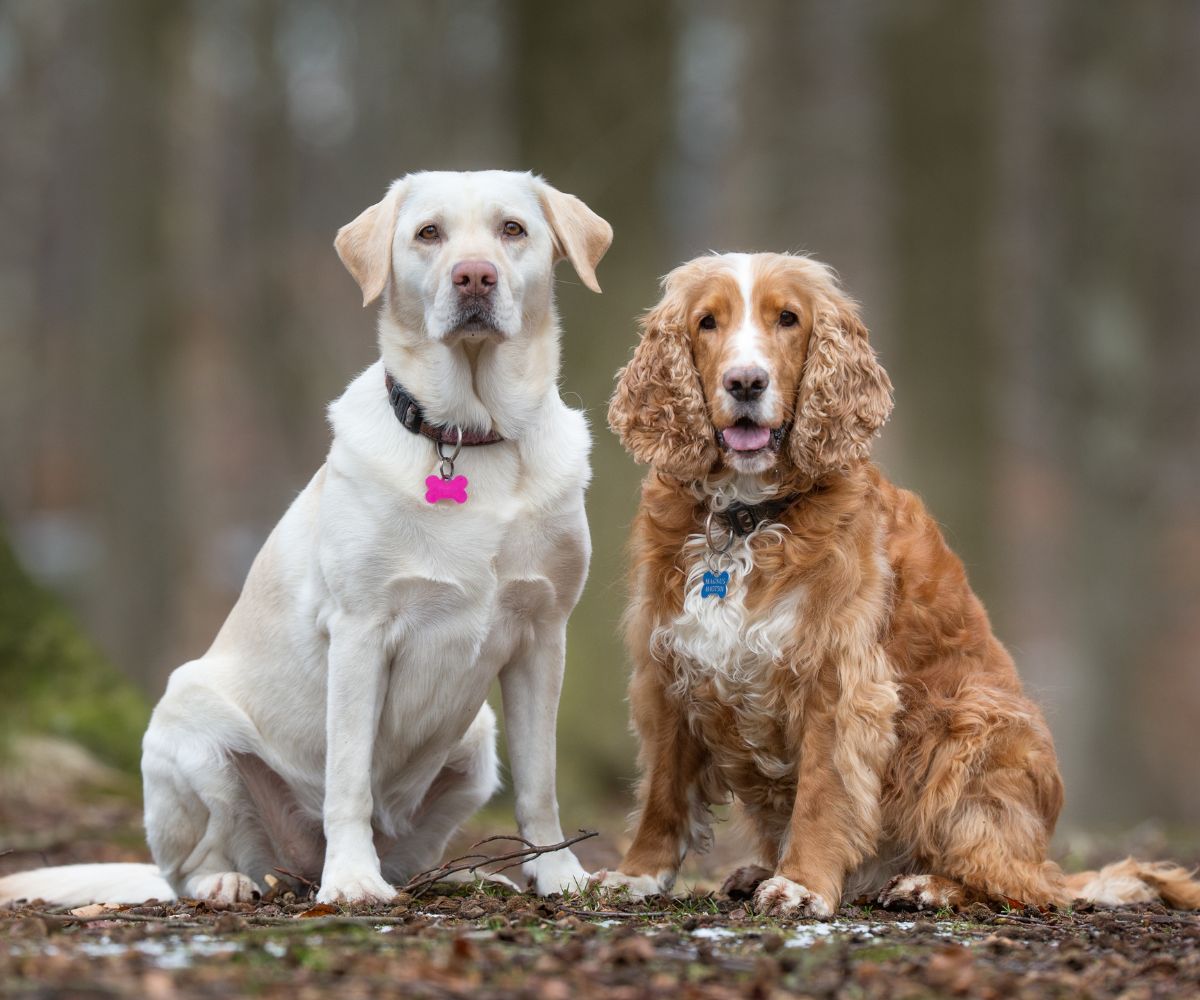 Pet App In Marion, IL | Pet Wellness & Urgent Care Center