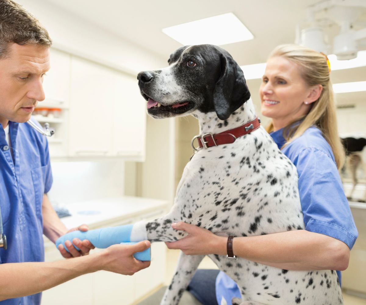 Marion, IL Veterinary Jobs | Pet Wellness & Urgent Care Center