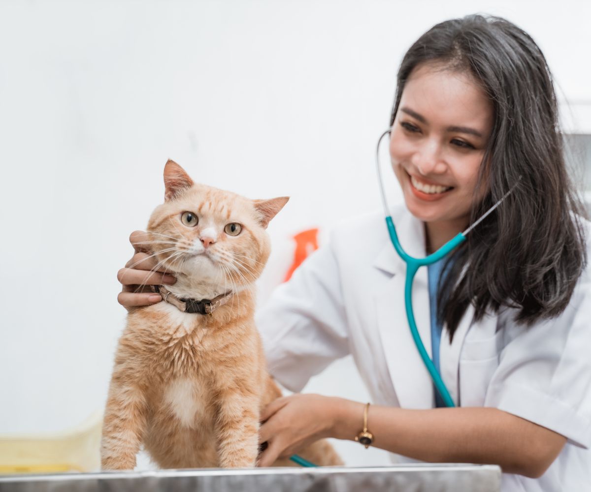 Marion, IL 62959 Veterinary Services | Pet Wellness & Urgent Care Center